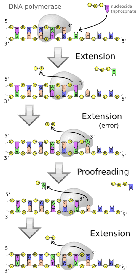 DNA polimerase - o poderoso escritor do genoma