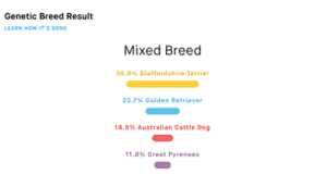 Embark review - 7 things you should know [JANUARY 2021]