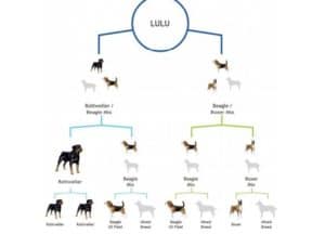 Wisdom Panel review - 7 facts you should know [DECEMBER 2021]