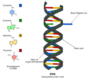 What does DNA stand for? Learn more about this important molecule!