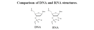 DNA vs RNA - What are the Key Differences and Similarities?