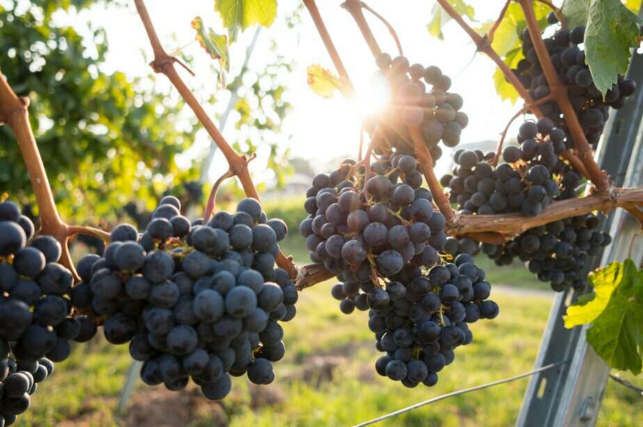 For some, can grapes protect from sunburn?
